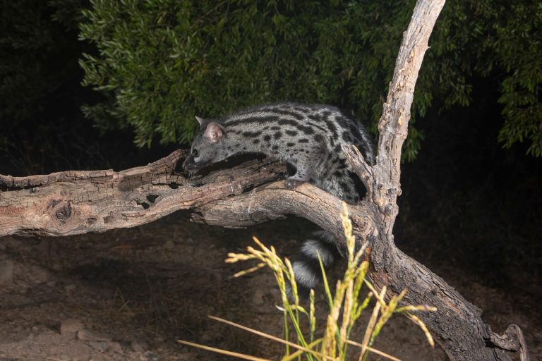 8 Different Animals Like Cats (With Pictures)