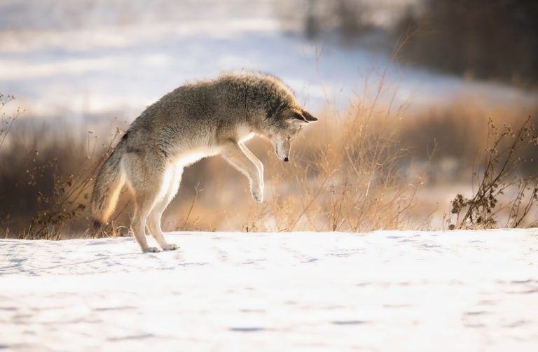 How High Can Bobcats Jump? (Comparison)