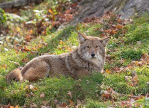 Coyote Population By State: 2025 Statistics [Data]