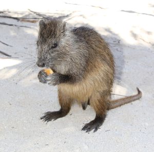 12 Animals Like Capybaras (Photos)