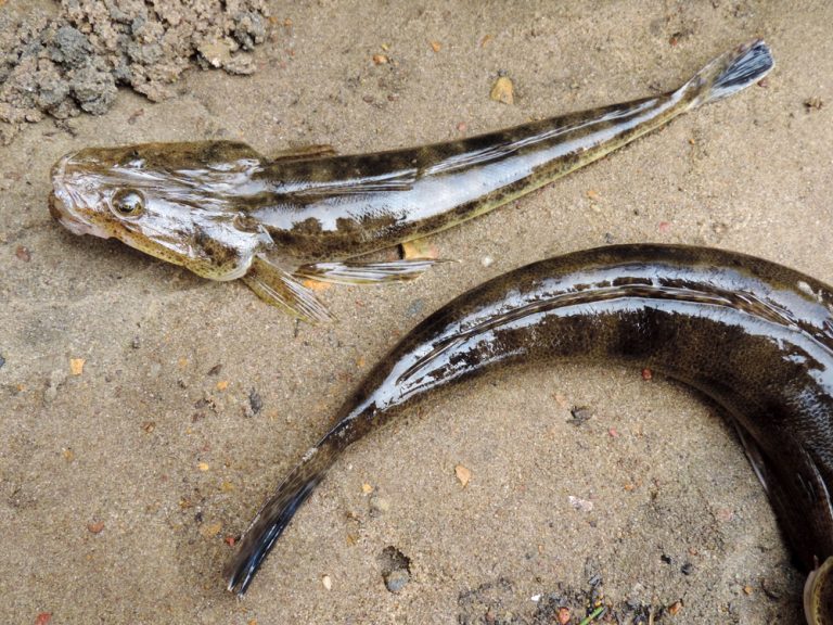 17 Fish Similar To Catfish (With Pictures)