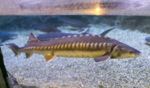 17 Fish Similar To Catfish (With Pictures)