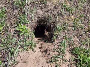 Coyote Den Vs. Fox Den: 9 Key Differences [Explained]