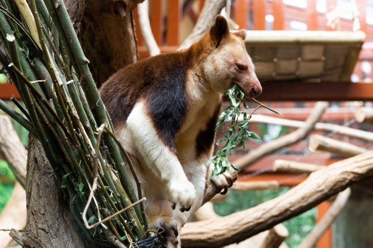 12 Types Of Animals Like Kangaroos (w/ Photos)