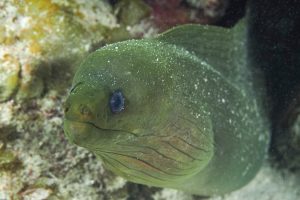 17 Fish Similar To Catfish (With Pictures)