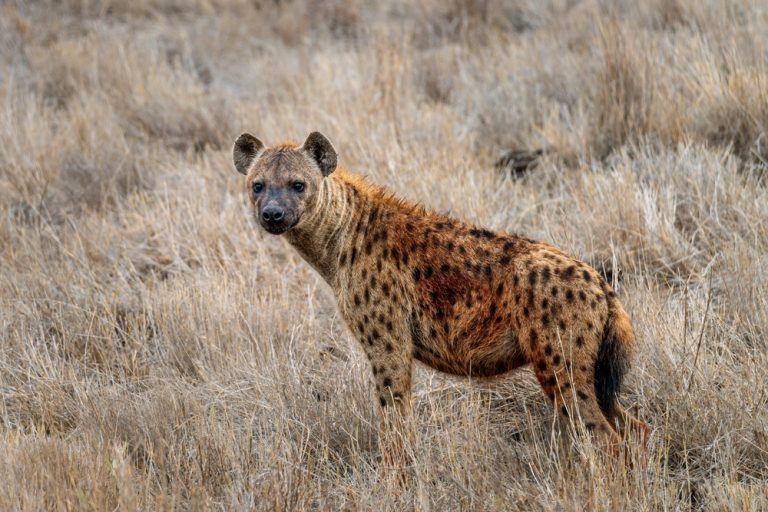 8 Different Animals Like Cats (With Pictures)