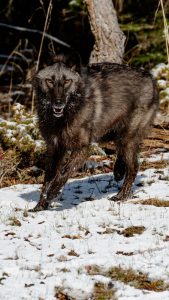 The 7 Most Dangerous Animals in Alaska (With Photos)