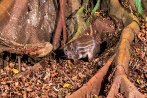 12 Animals Like Capybaras (Photos)