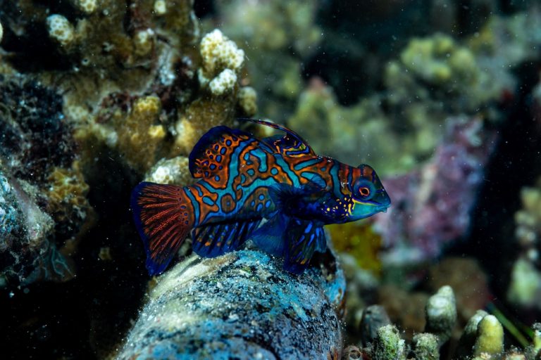 17 Fish Similar To Catfish (With Pictures)