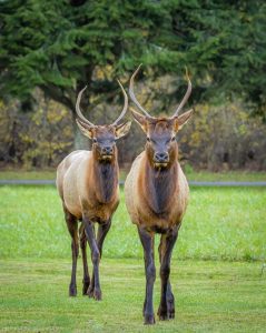 11 Different Types of Elk (American & Asian)