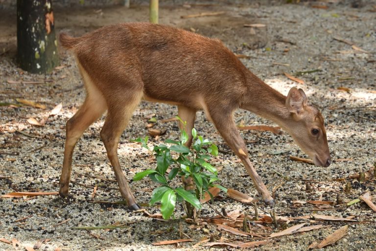 7 Unique Animals Like Antelopes (Pictures)