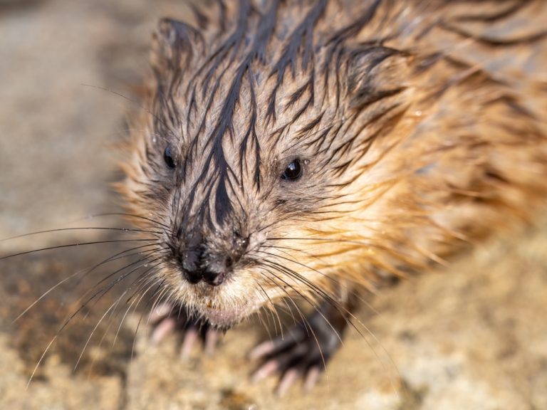 12 Animals Like Capybaras (Photos)