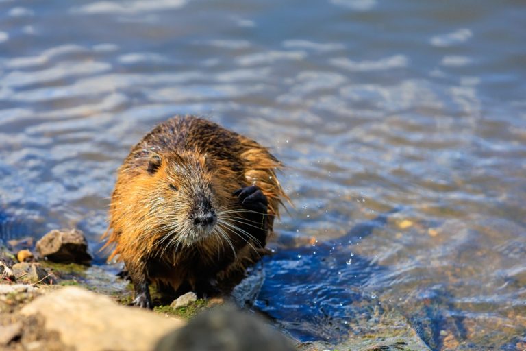 12 Animals Like Capybaras (Photos)
