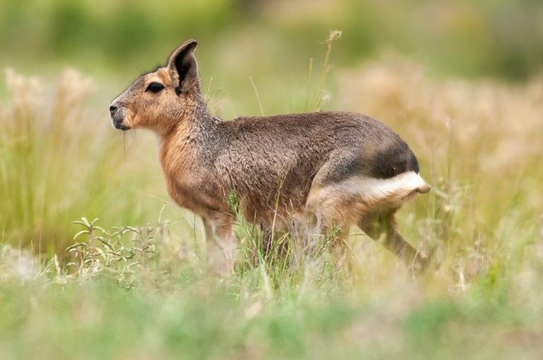 12 Animals Like Capybaras (Photos)