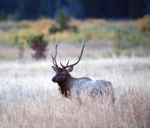 11 Different Types of Elk (American & Asian)