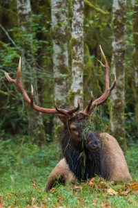 11 Different Types of Elk (American & Asian)