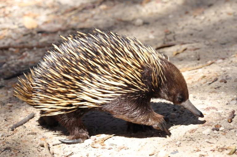 6 Animals Like Hedgehogs (With Pictures)