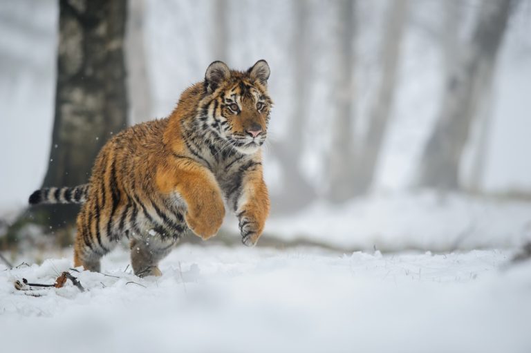 How High Can Tigers Jump? (Examples & Comparison)