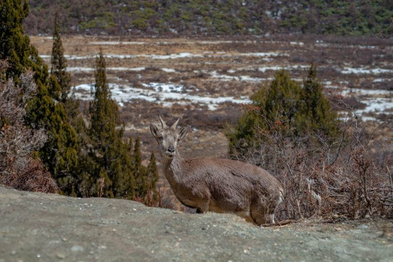 11 Different Types of Elk (American & Asian)