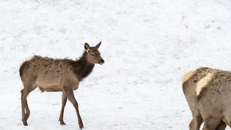 11 Different Types of Elk (American & Asian)