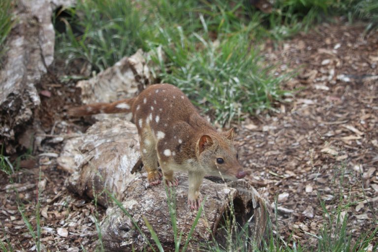 12 Types Of Animals Like Kangaroos (w/ Photos)