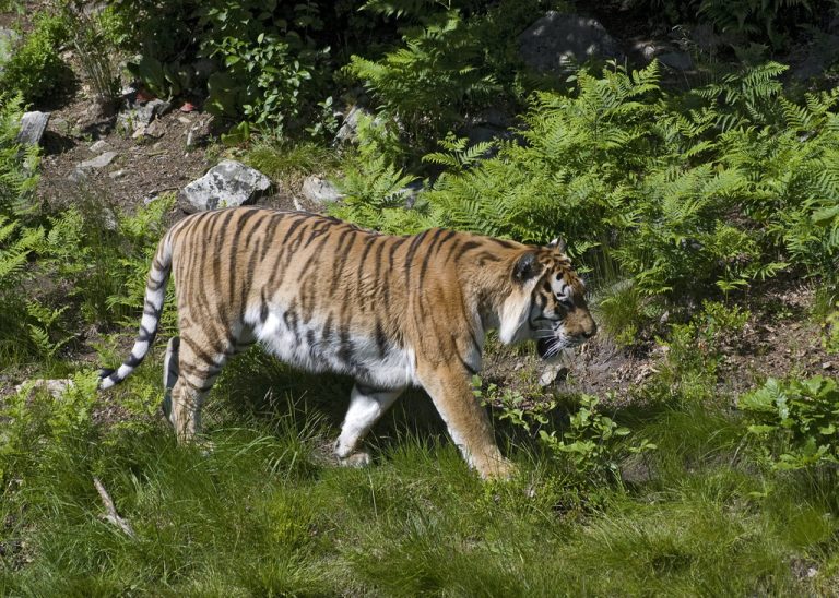 Do Bobcats Have Tails? (Answer Explained) - WildlifeBoss.com