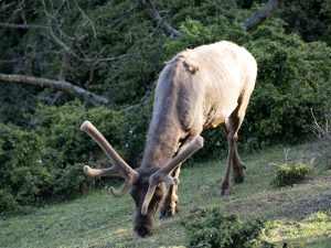 11 Different Types of Elk (American & Asian)