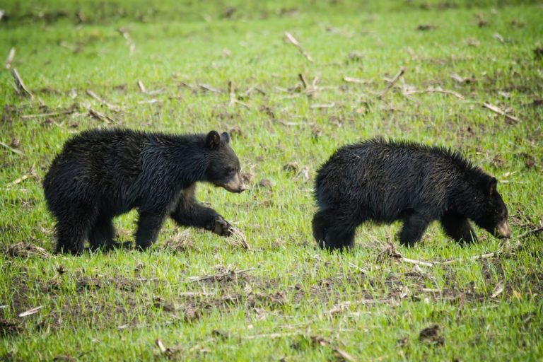 Black Bear Population By State: 2026 Statistics [Data]