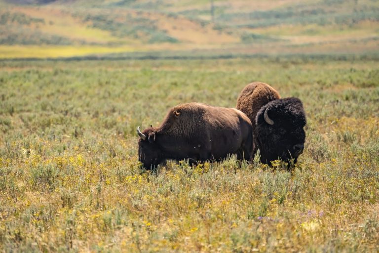 10 Different Animals Like Cows (With Pictures)