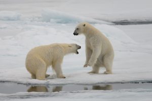 The 7 Most Dangerous Animals in Alaska (With Photos)