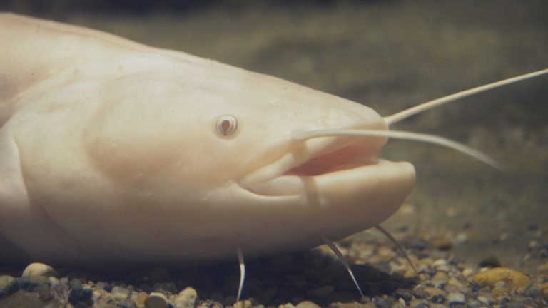 17 Fish Similar To Catfish (With Pictures)
