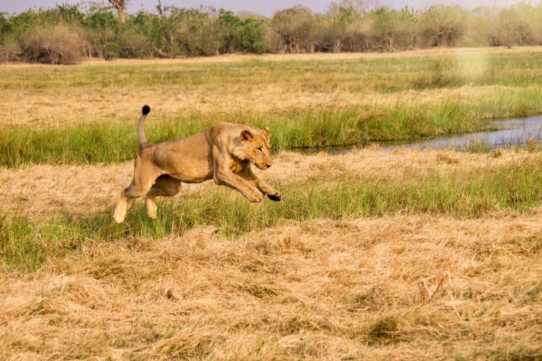 How High Can Lions Jump? (Comparison)