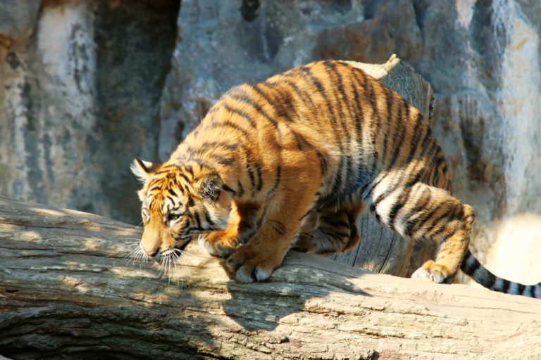 How High Can Tigers Jump? (Examples & Comparison)