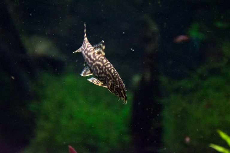 17 Fish Similar To Catfish (With Pictures)