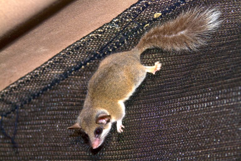 7 Examples Of Animals Like Chipmunks (Pictures)