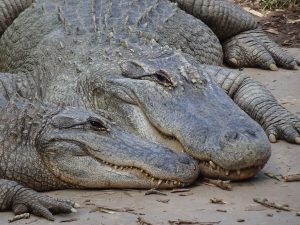 Can Alligators Be Tamed? (Or Domesticated?)