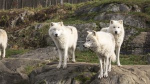 Wolf Teeth: Explore Fascinating Facts & Formulas (Stats)