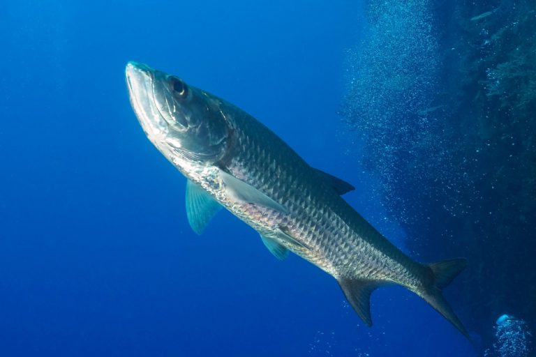 13 Fish Similar To Herring