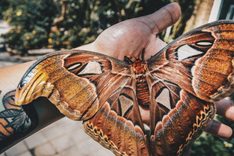 16 Types Of Insects Similar To Butterflies (With Pictures)