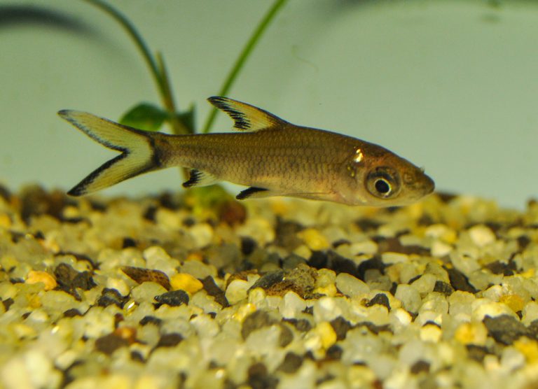 13 Fish Similar To Herring