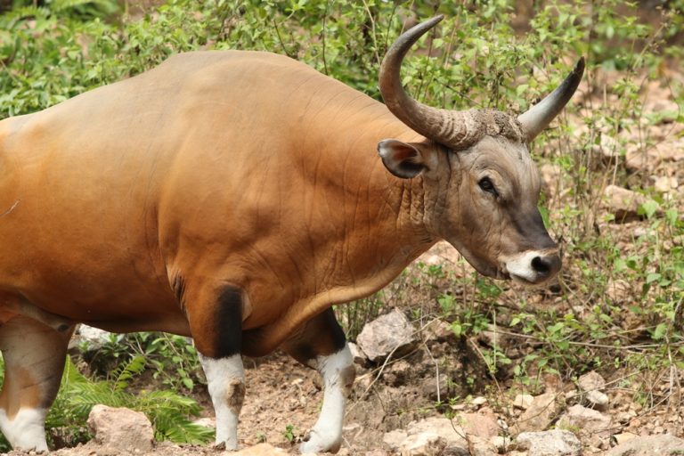10 Different Animals Like Cows (With Pictures)