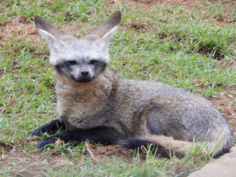 16 Animals Like Foxes