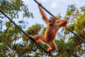 Orangutan Teeth: Everything You Need To Know