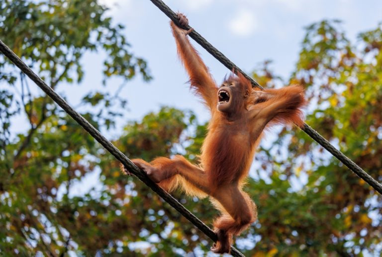 Orangutan Teeth: Everything You Need To Know