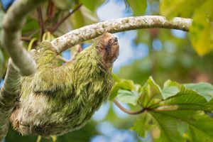 How Do Sloths Protect Themselves? (Claws And Camouflage!)