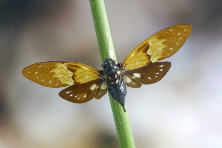 16 Types Of Insects Similar To Butterflies (With Pictures)