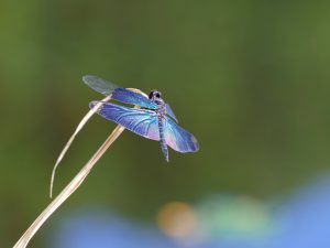 16 Types Of Insects Similar To Butterflies (With Pictures)