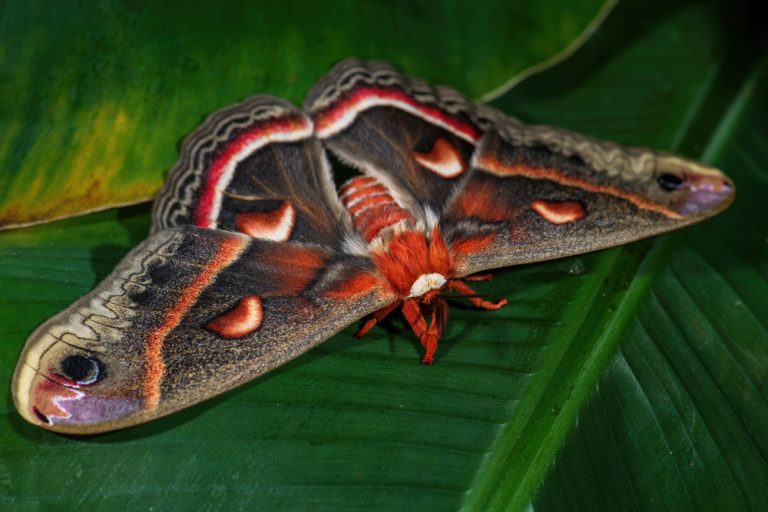16 Types Of Insects Similar To Butterflies (With Pictures)