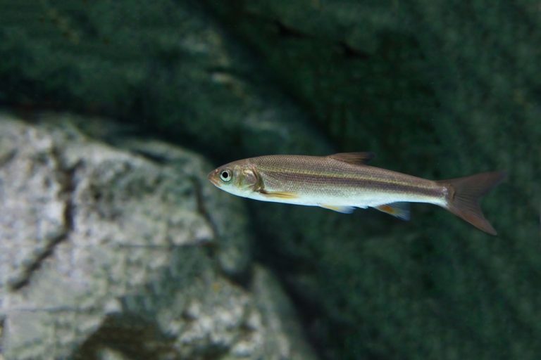 13 Fish Similar To Herring