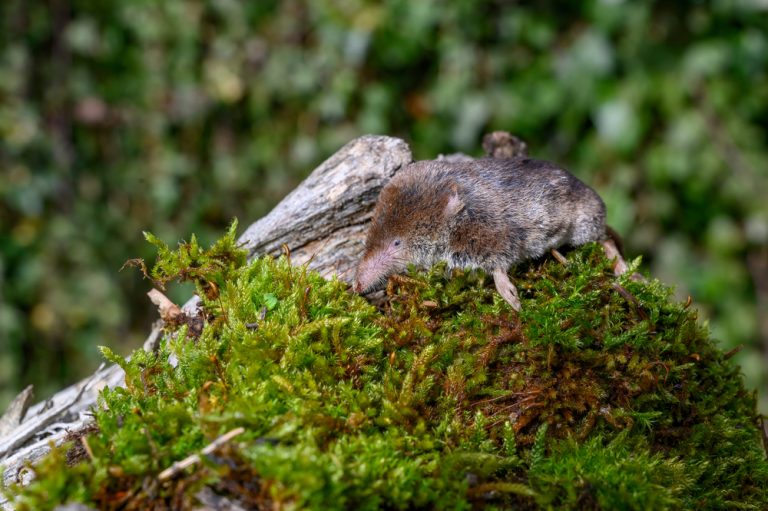 The 16 Types Of Animals Like Moles (w/ Photos)